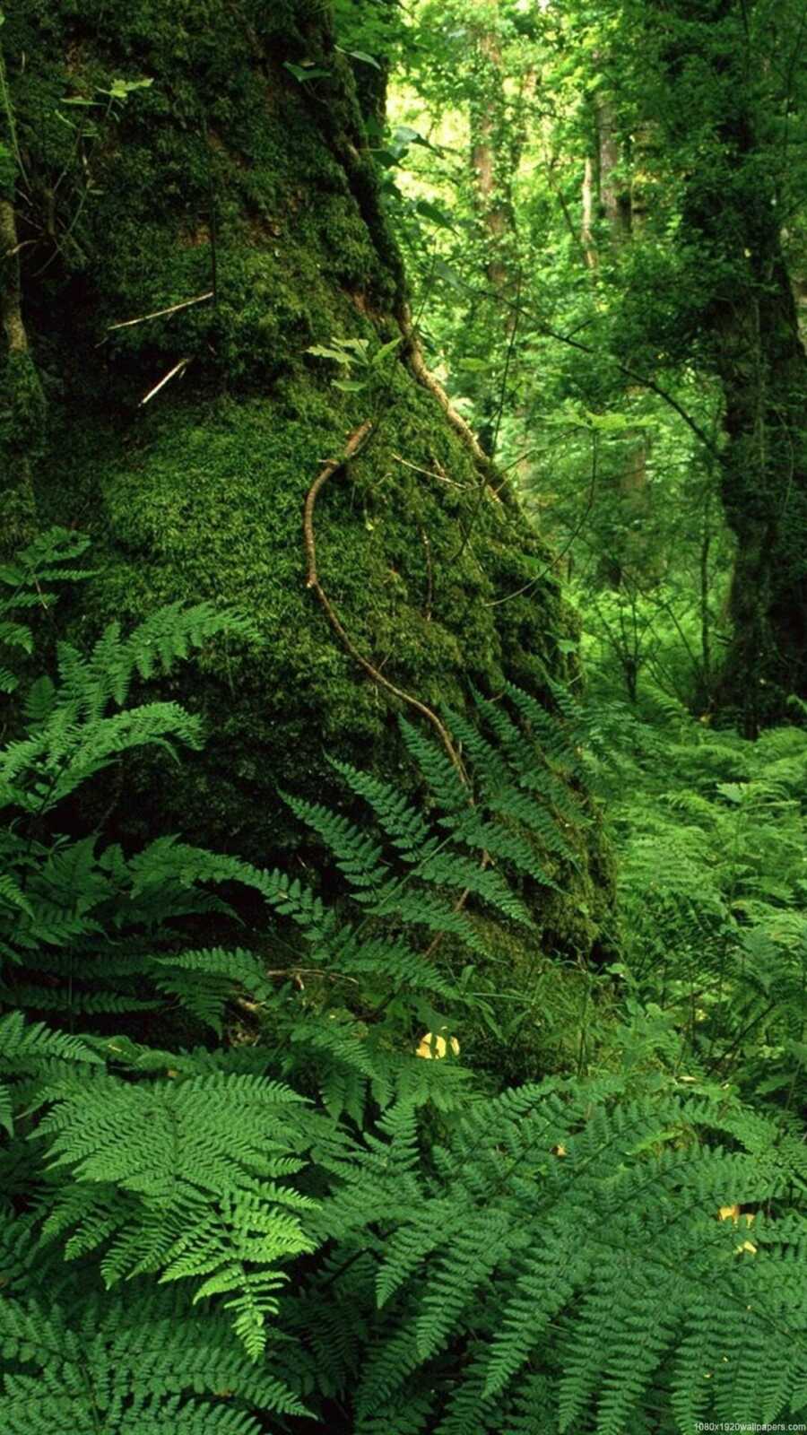 Rainforest Wallpapers (109 images) - WallpaperCat