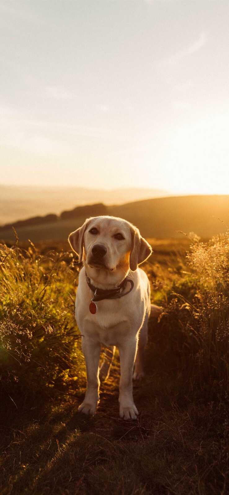 Labrador Retriever Wallpapers (84 images) - WallpaperCat