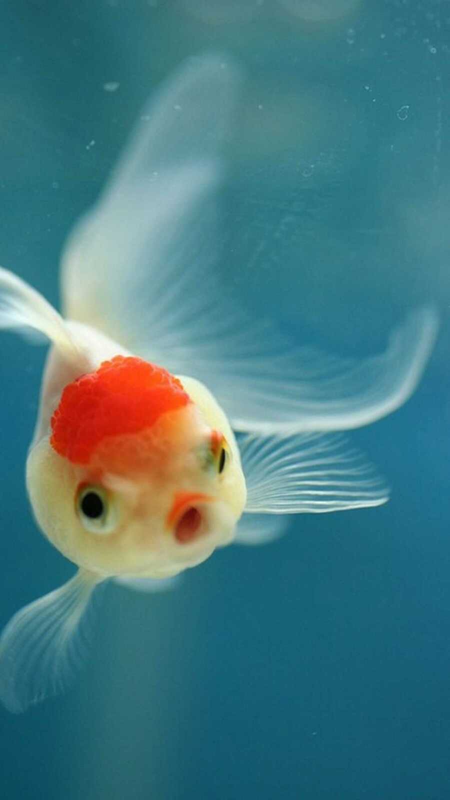 Fish Wallpapers (94 images) - WallpaperCat