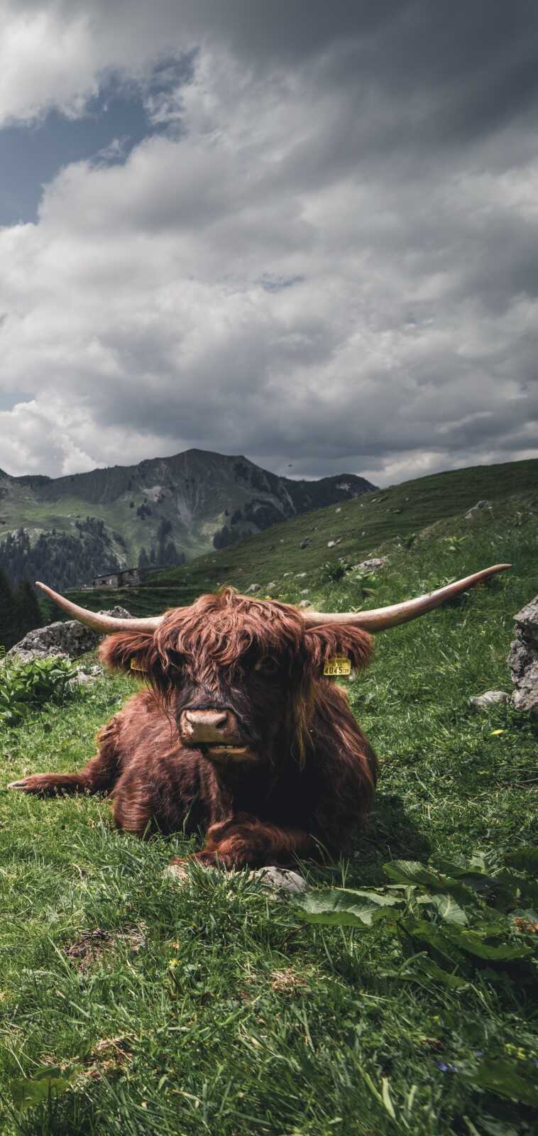 Cow Wallpapers (58 images) - WallpaperCat