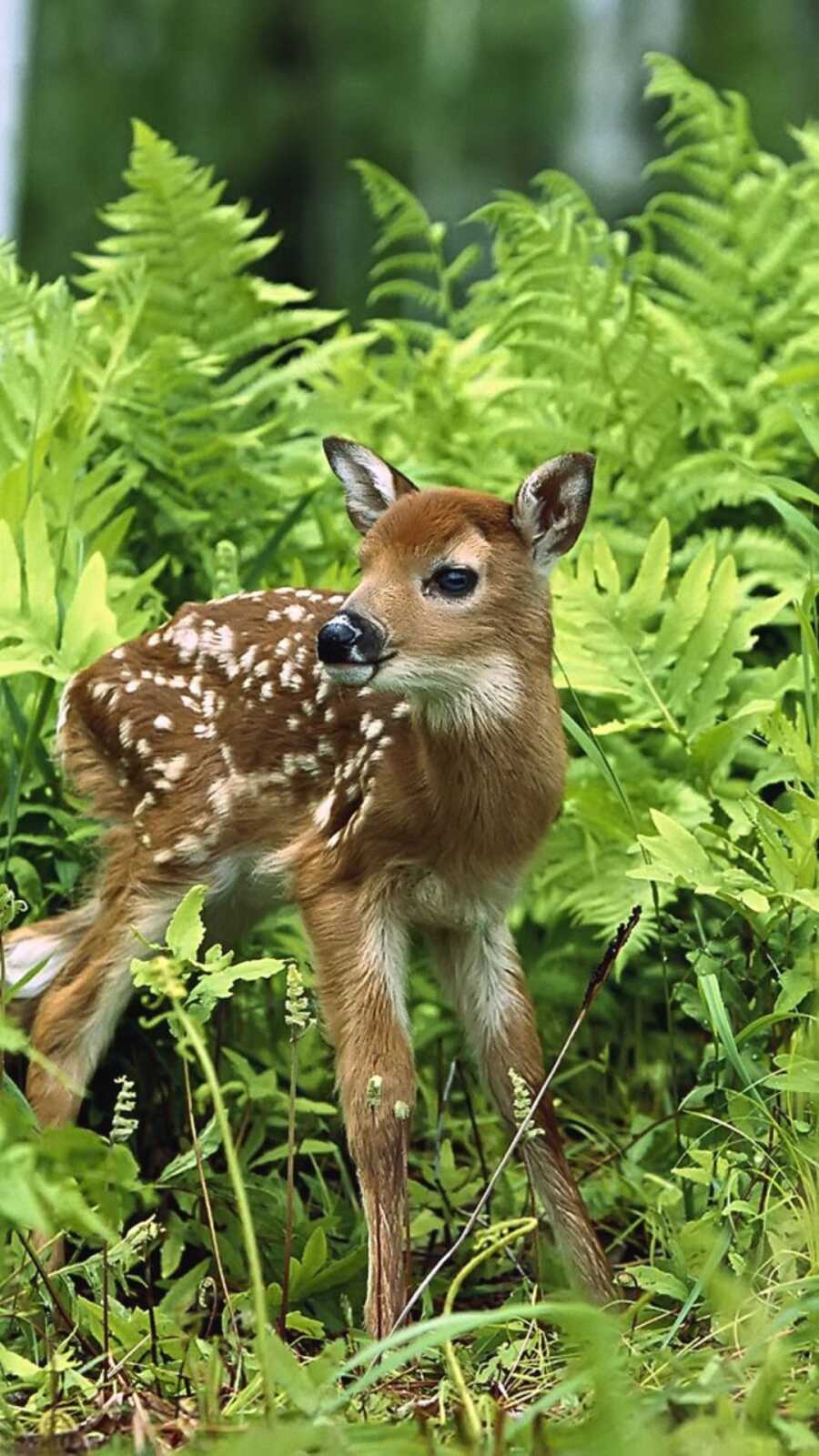 Baby Animal Wallpapers (47 images) - WallpaperCat