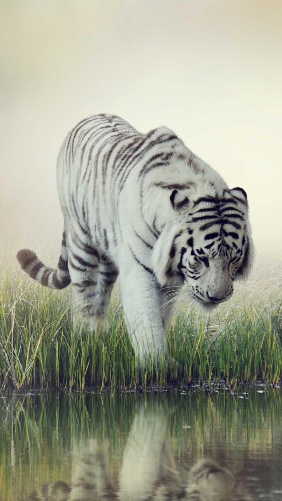 Tiger Wallpapers (86 images) - WallpaperCat