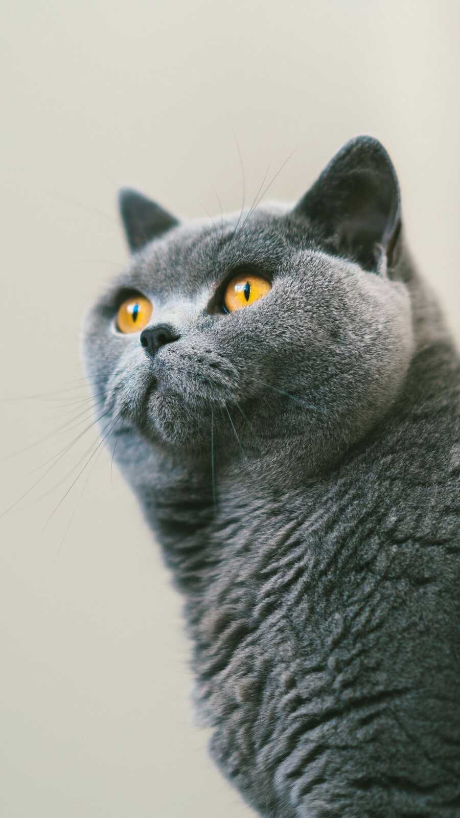 British Cat Wallpapers (36 images) - WallpaperCat