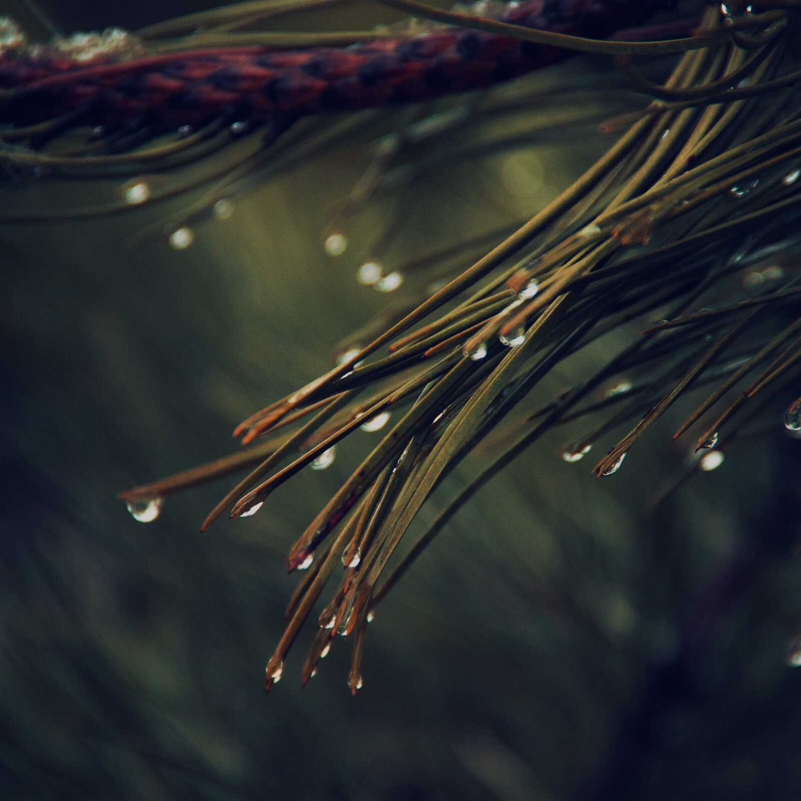 Pine Tree Wallpapers (80 images) - WallpaperCat