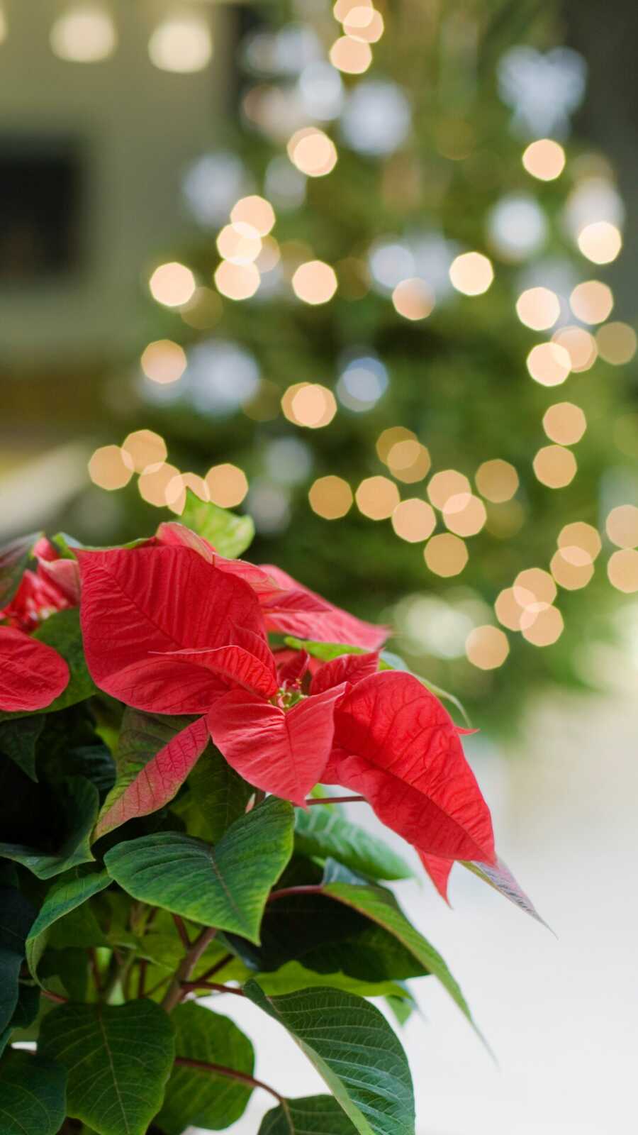 Poinsettia Wallpapers (48 images) - WallpaperCat