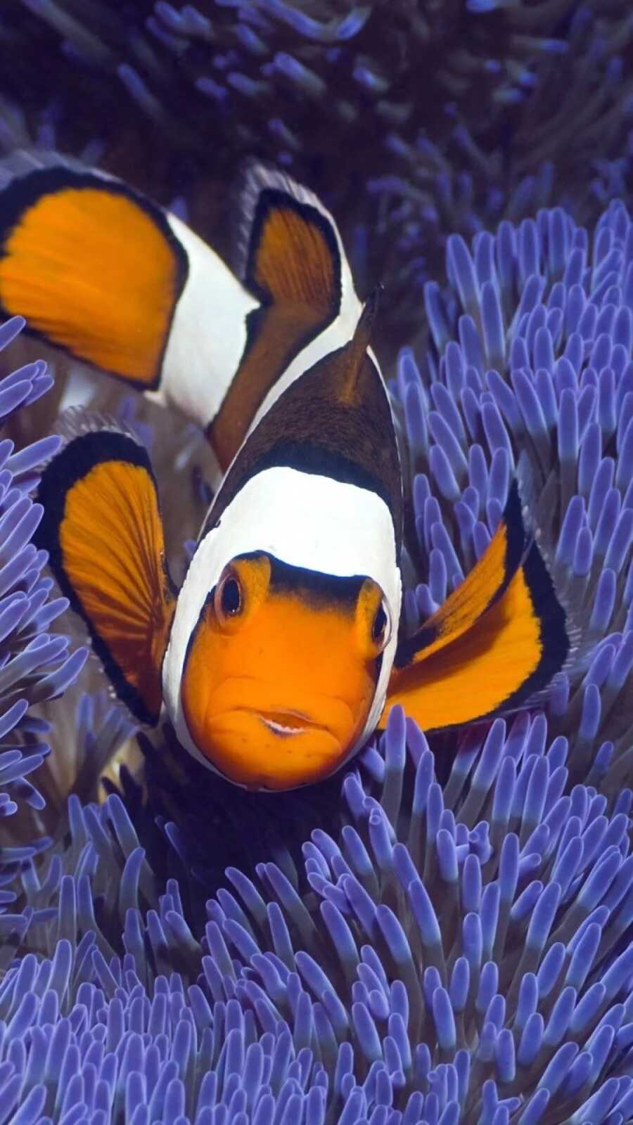 Tropical fish Wallpapers (51 images) - WallpaperCat