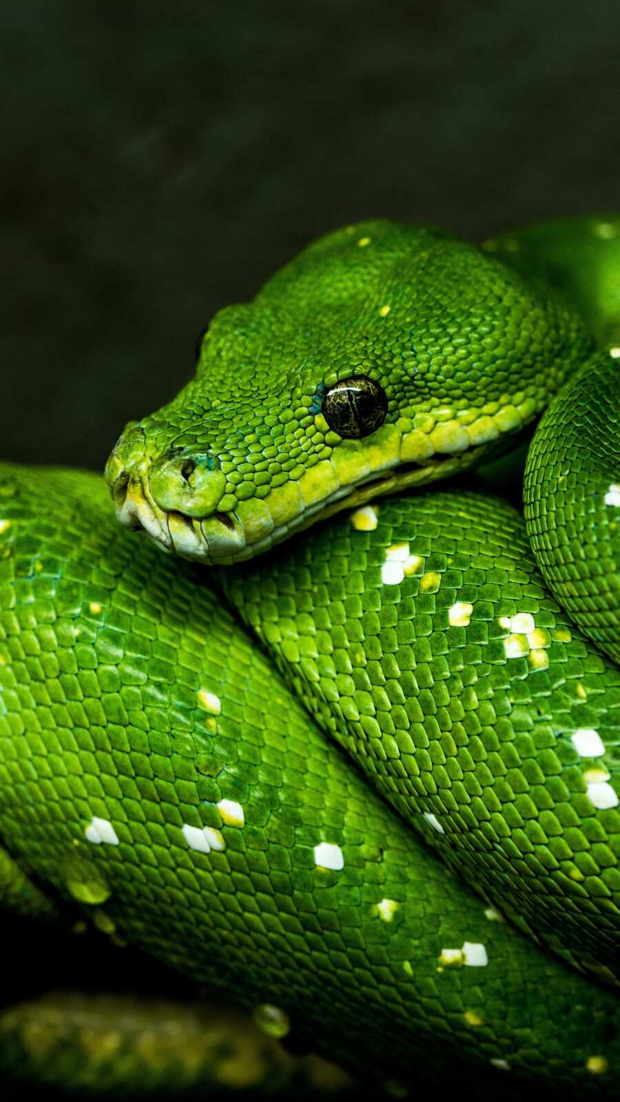 Python (Snake) Wallpapers (34 images) - WallpaperCat