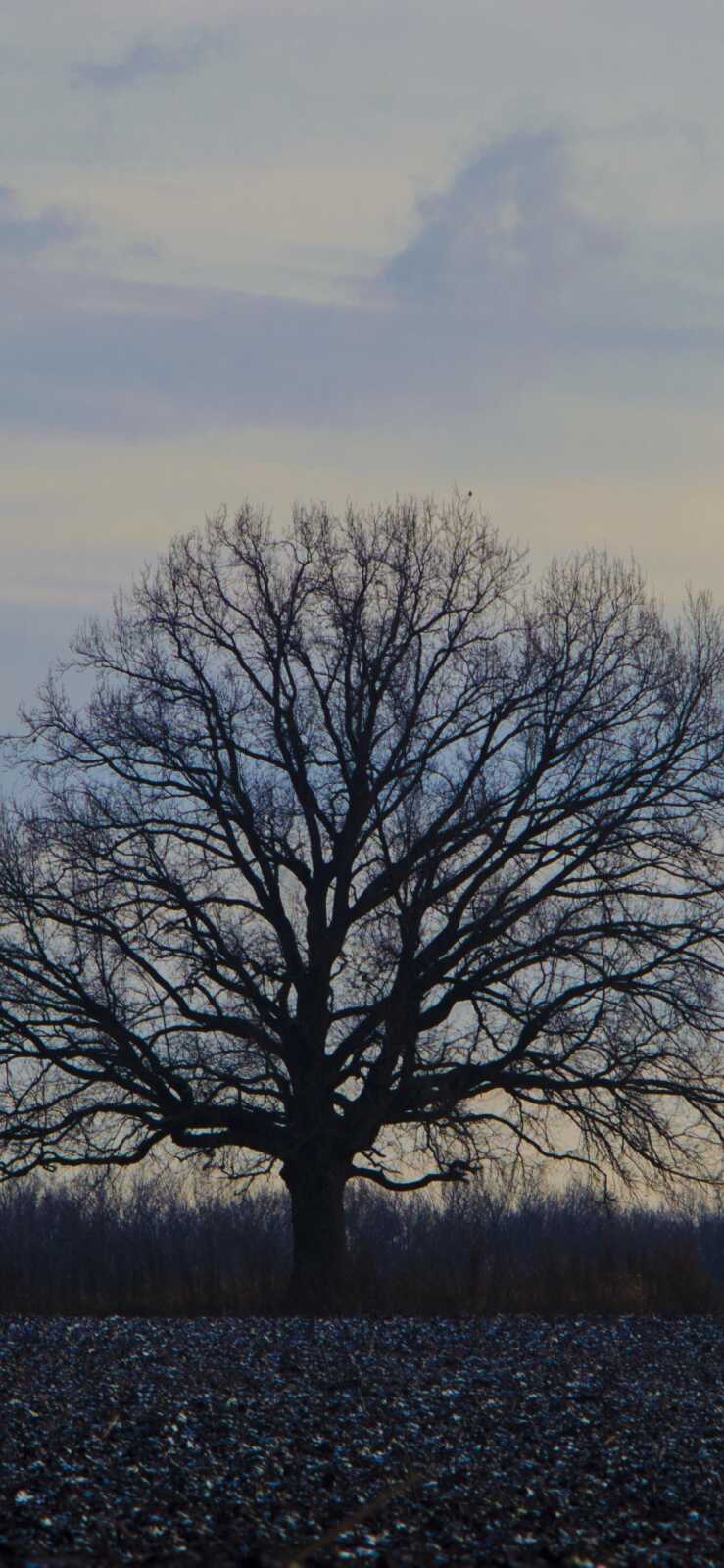 Oak Tree Wallpapers (58 images) - WallpaperCat