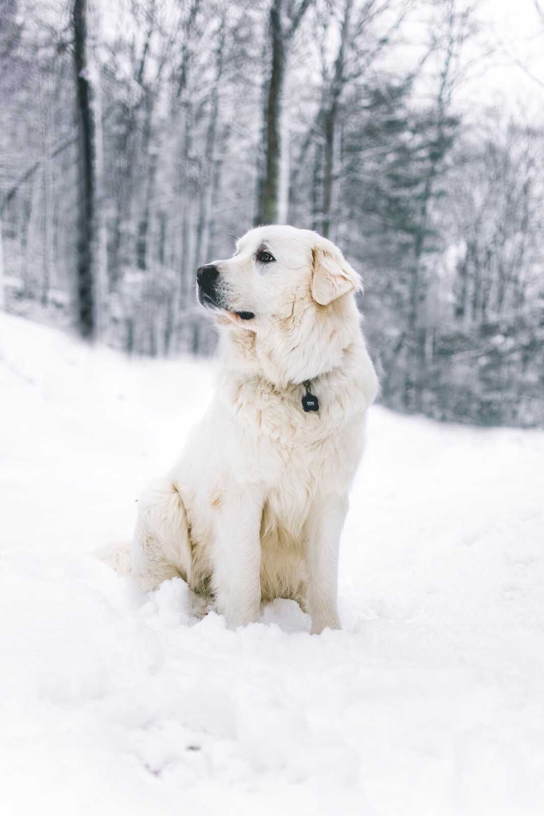 Great Pyrenees Wallpapers (30 images) - WallpaperCat