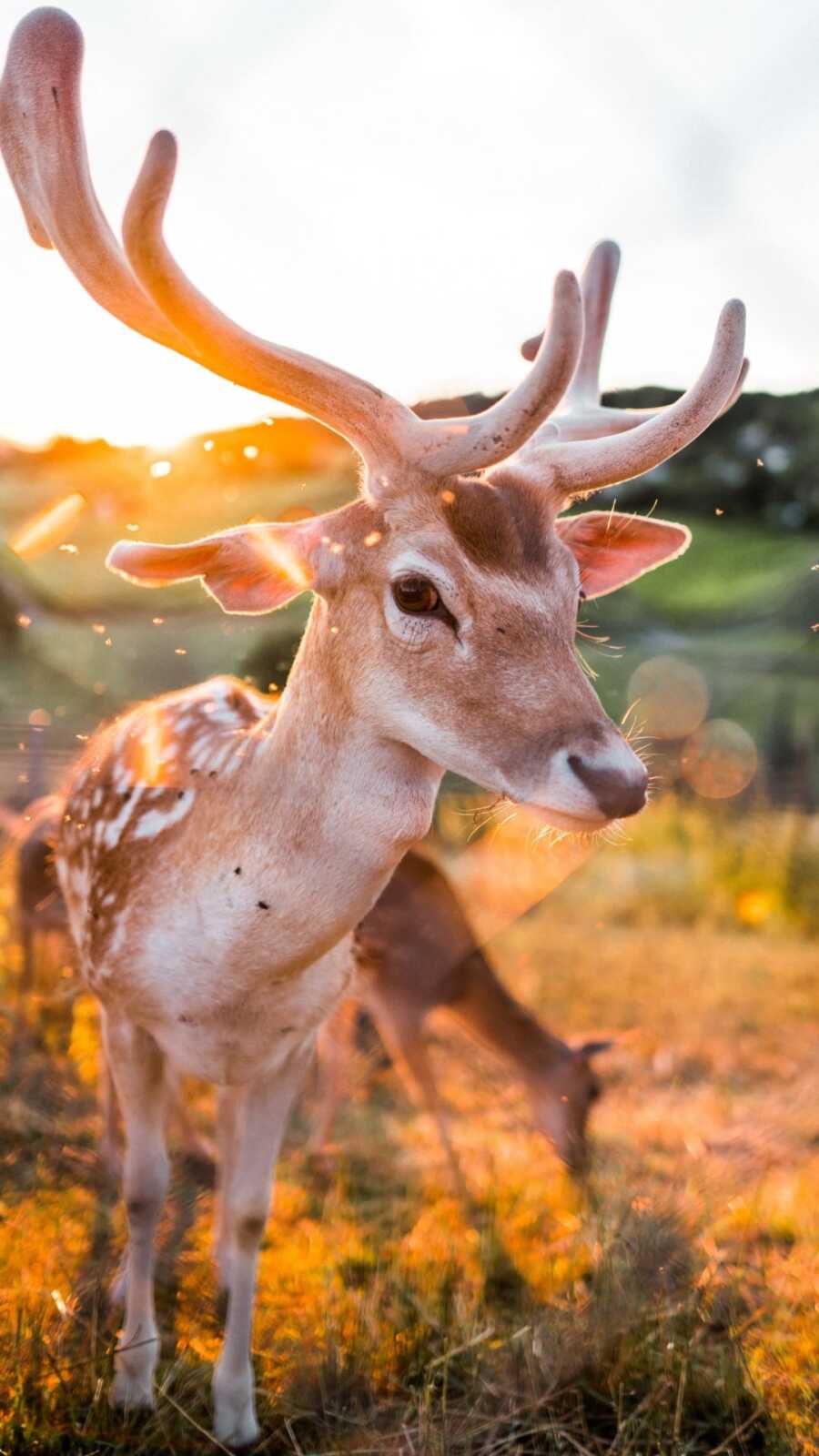 Deer Wallpapers (56 images) - WallpaperCat