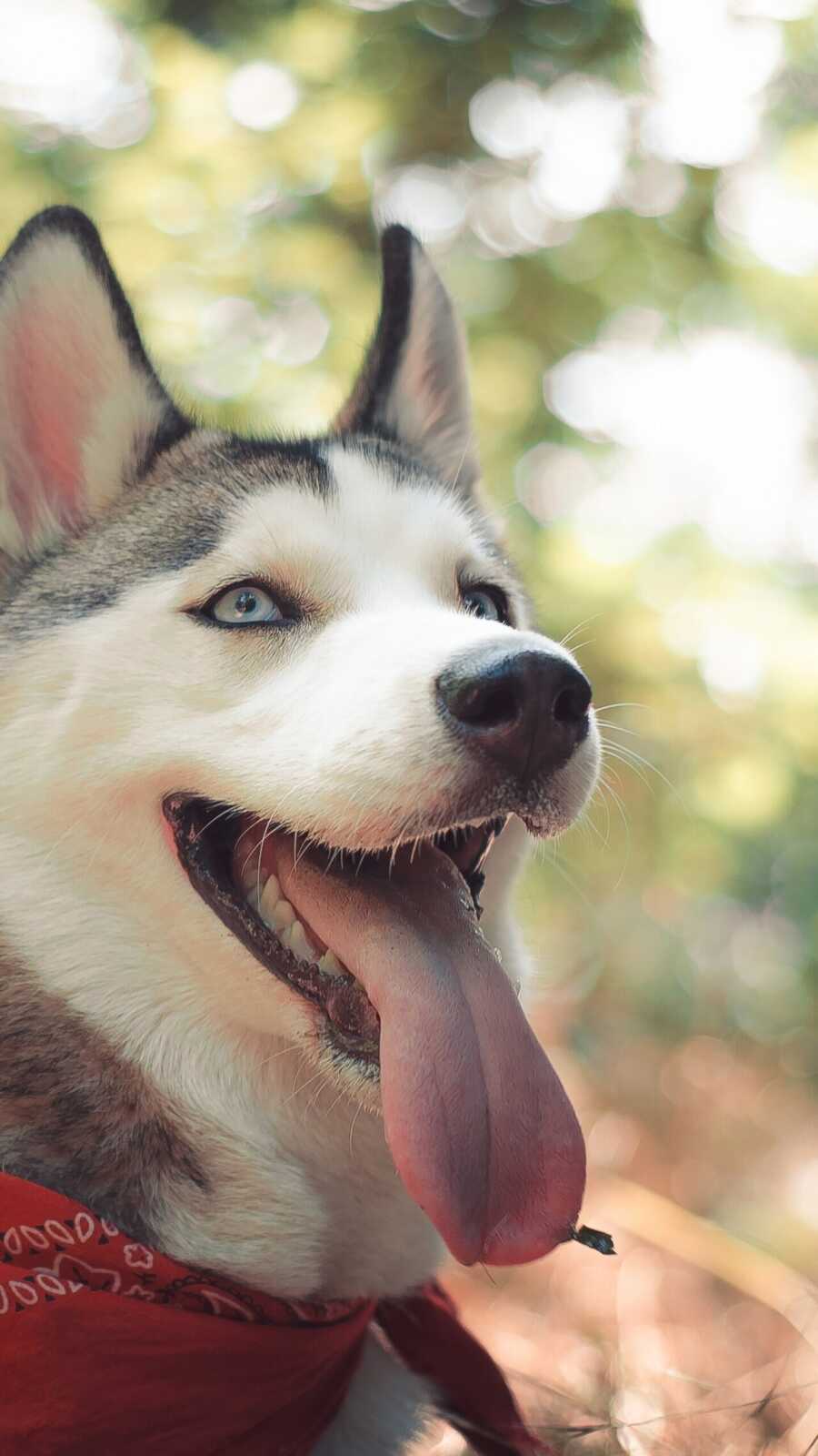 Husky Wallpapers (70 images) - WallpaperCat