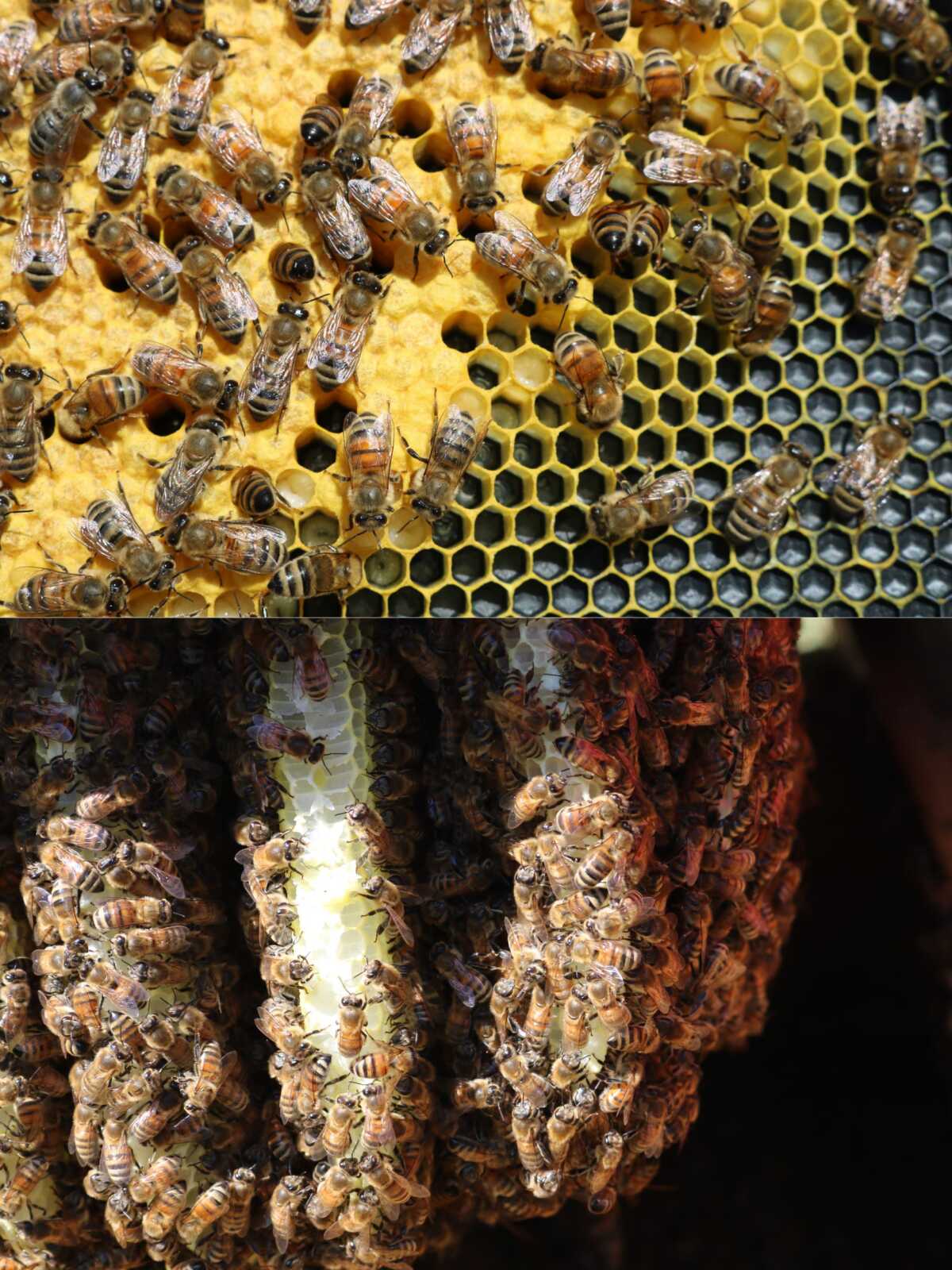 Beehive Wallpapers (21 images) - WallpaperCat