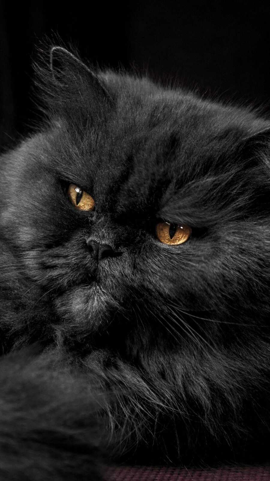 Persian Cat Wallpapers (28 images) - WallpaperCat