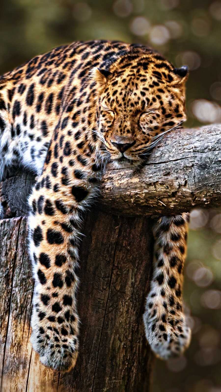 Leopard Wallpapers (44 images) - WallpaperCat