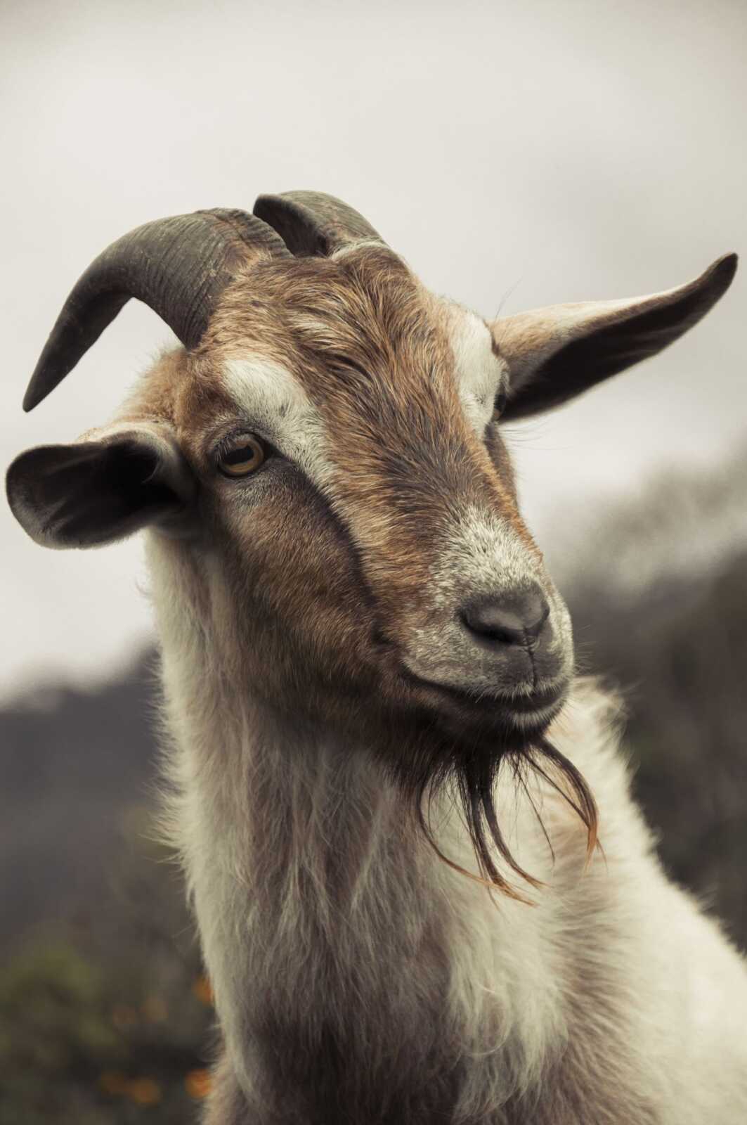 Goat Wallpapers (47 images) - WallpaperCat