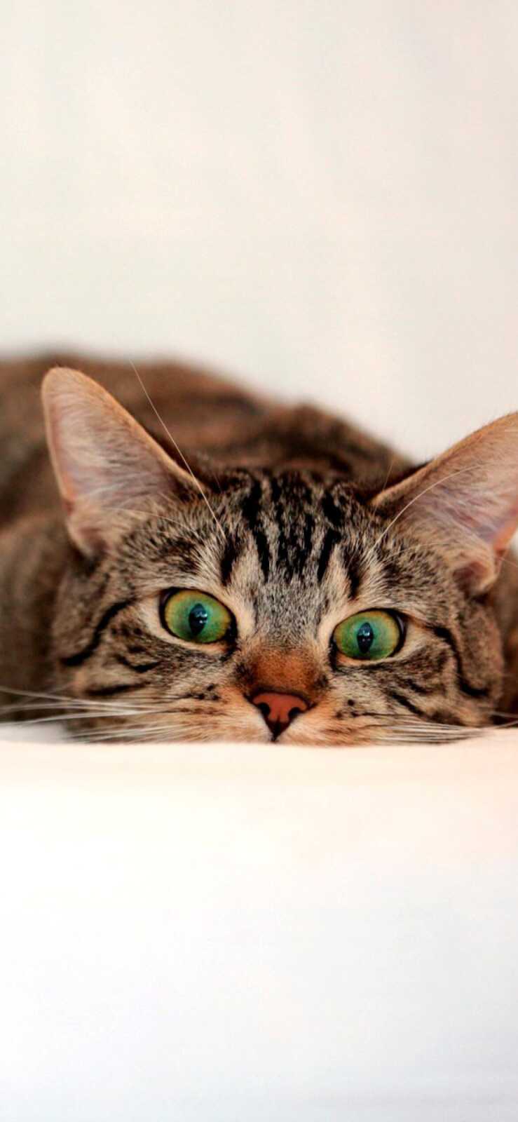 Cat Wallpapers (148 images) - WallpaperCat