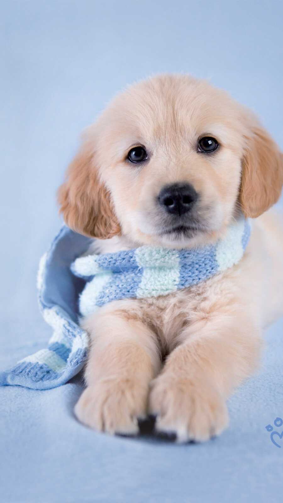 Dog Wallpapers (129 images) - WallpaperCat