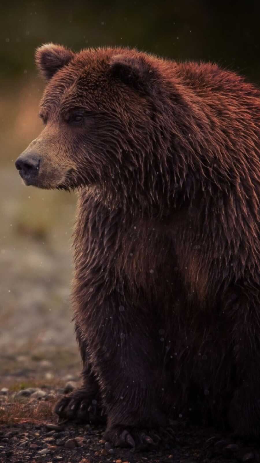 Bear Wallpapers (97 images) - WallpaperCat