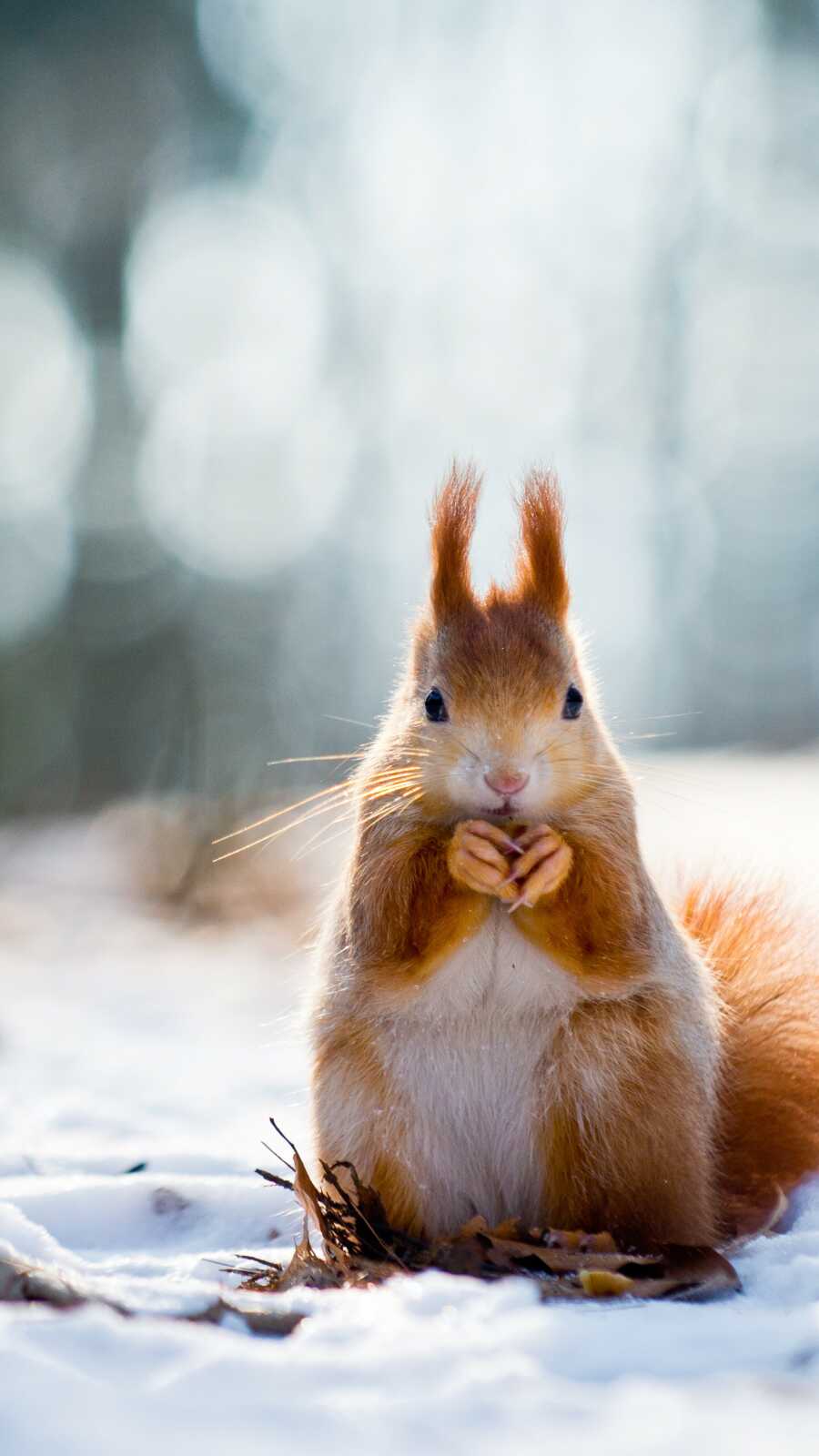 Squirrel Wallpapers (98 images) - WallpaperCat