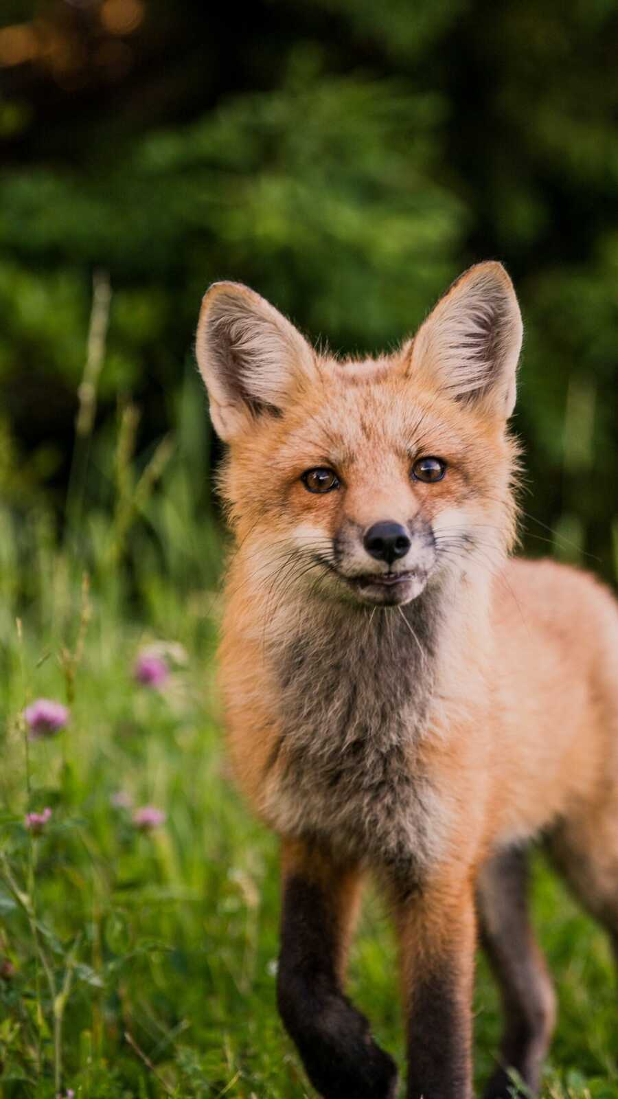 Fox Wallpapers (100 images) - WallpaperCat