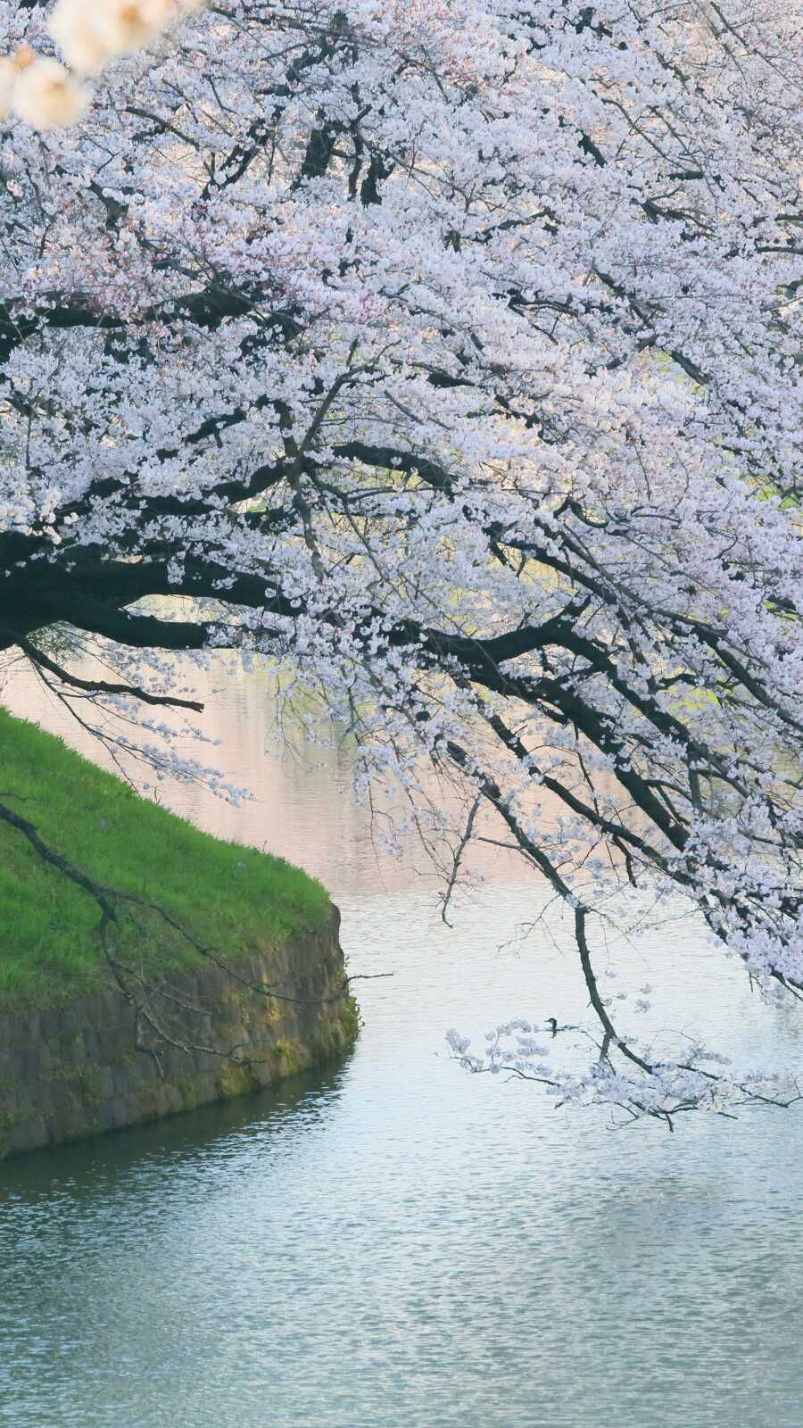 Riverside Wallpapers (31 images) - WallpaperCat