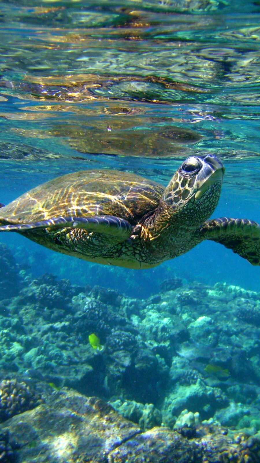 Turtle Wallpapers (47 images) - WallpaperCat