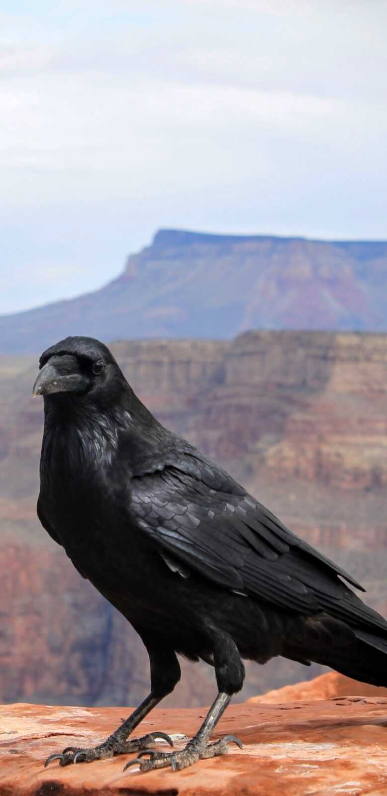 Crow Wallpapers (39 images) - WallpaperCat
