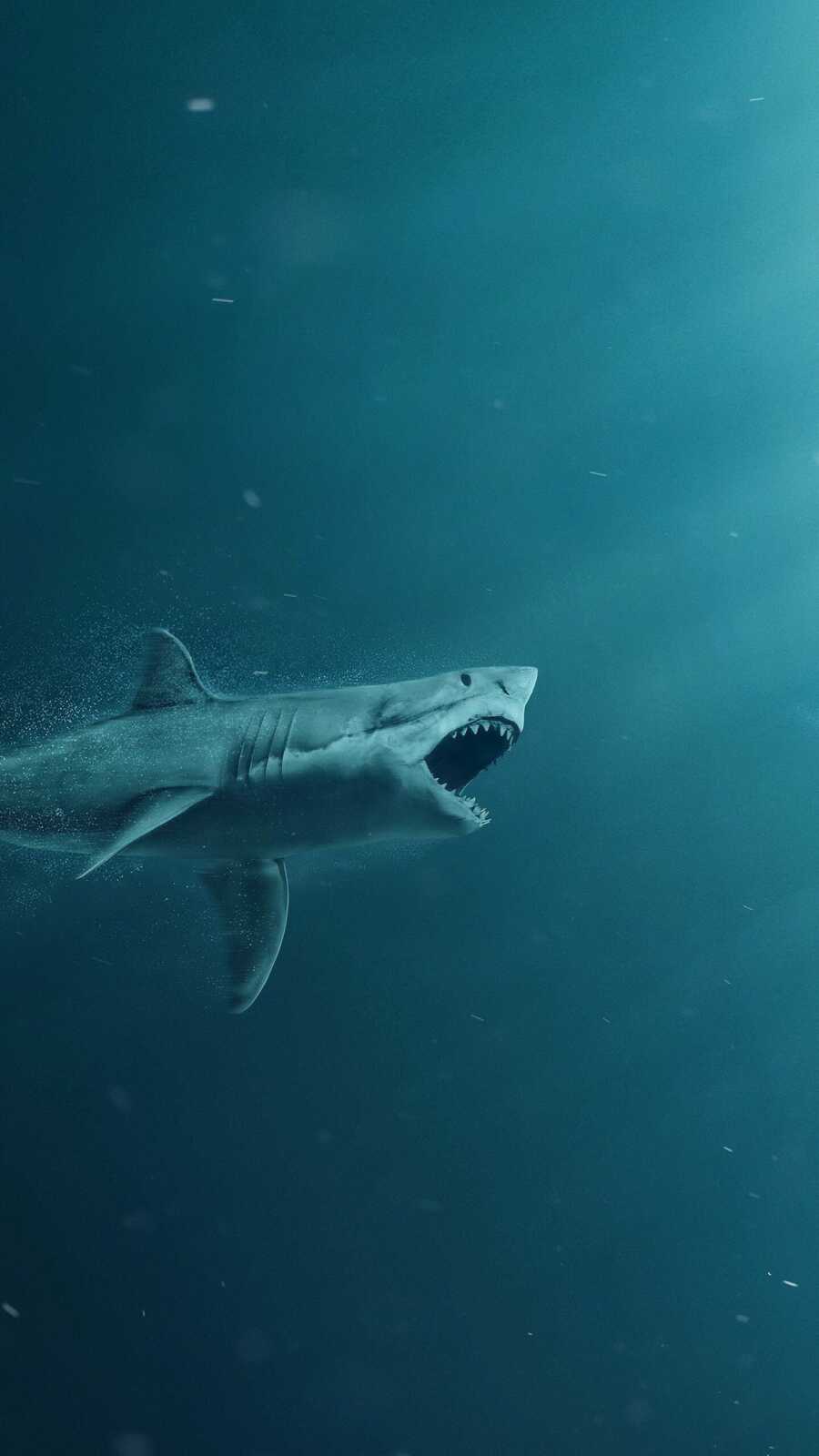 Shark Wallpapers (31 images) - WallpaperCat
