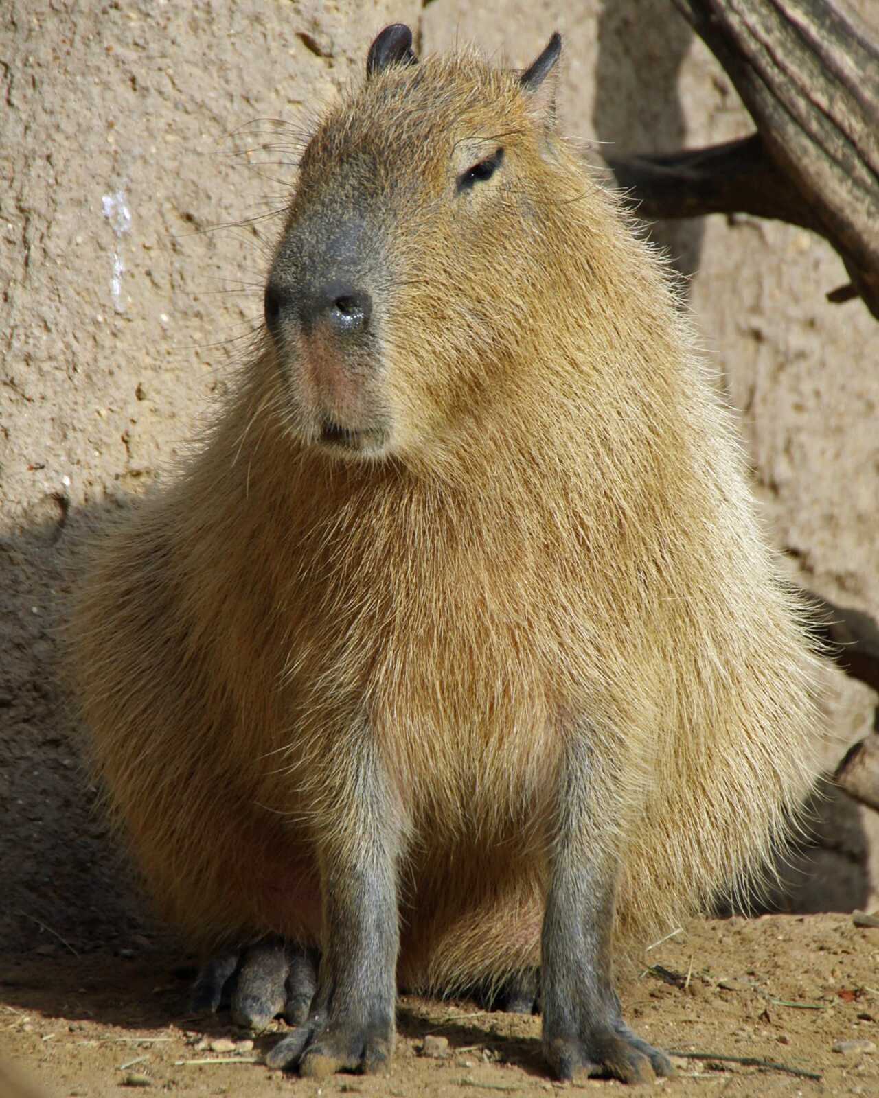 Capybara Wallpapers (43 images) - WallpaperCat