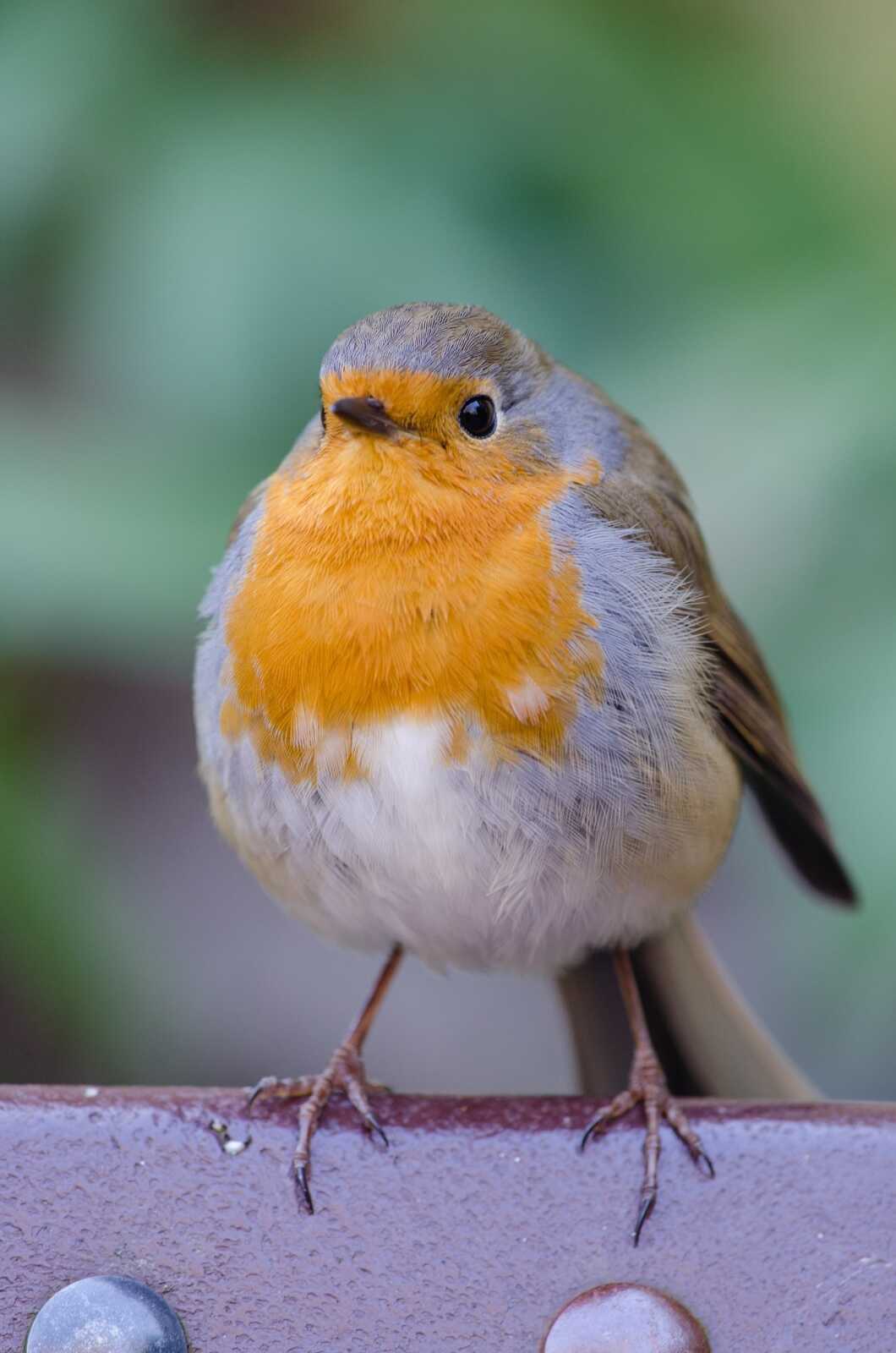 Robin (Bird) Wallpapers (44 images) - WallpaperCat