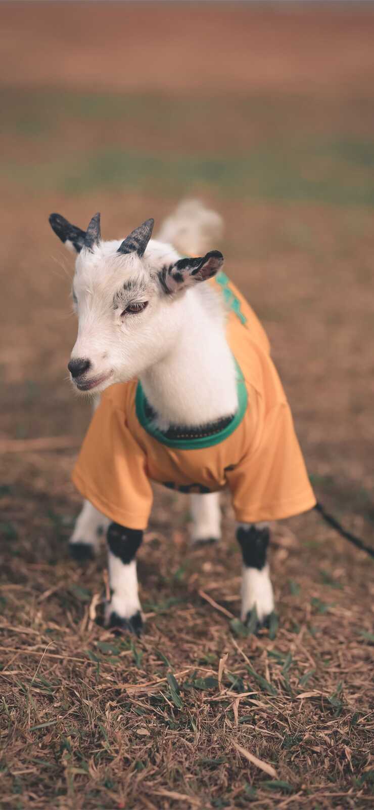 Goat Wallpapers (47 images) - WallpaperCat