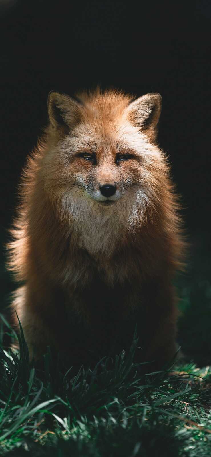 Fox Wallpapers (100 images) - WallpaperCat