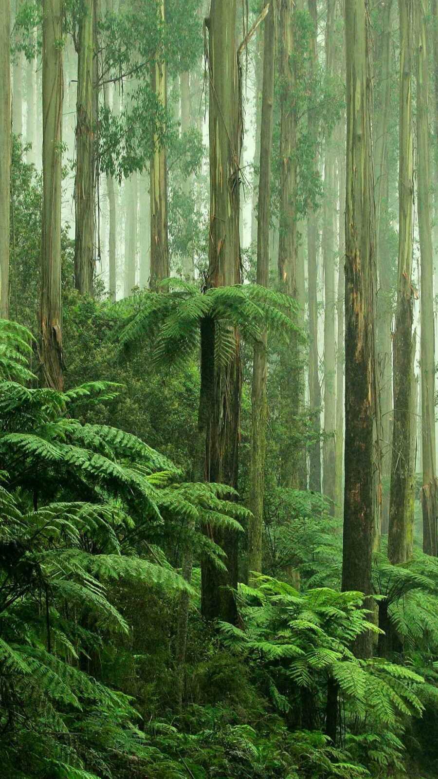 Rainforest Wallpapers (109 images) - WallpaperCat