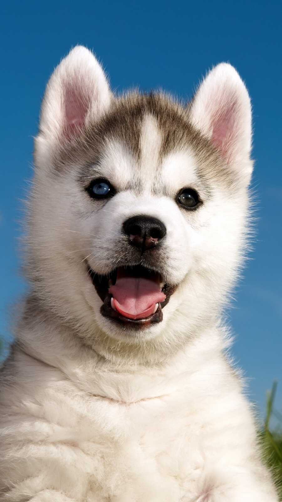 Husky Wallpapers (70 images) - WallpaperCat