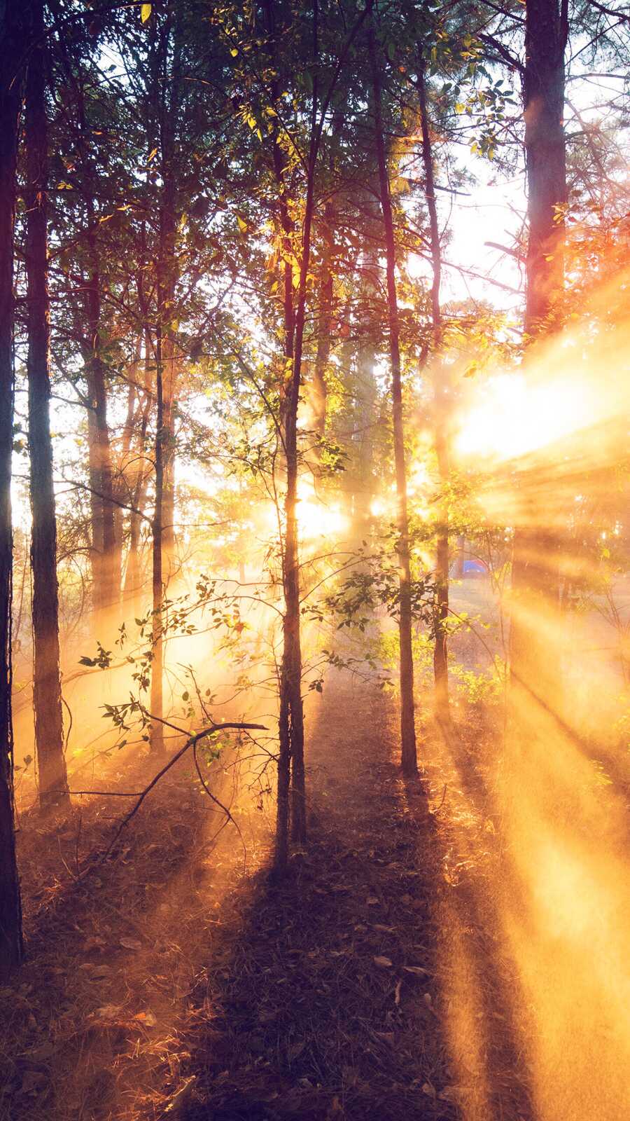 Sun Wallpapers (119 images) - WallpaperCat