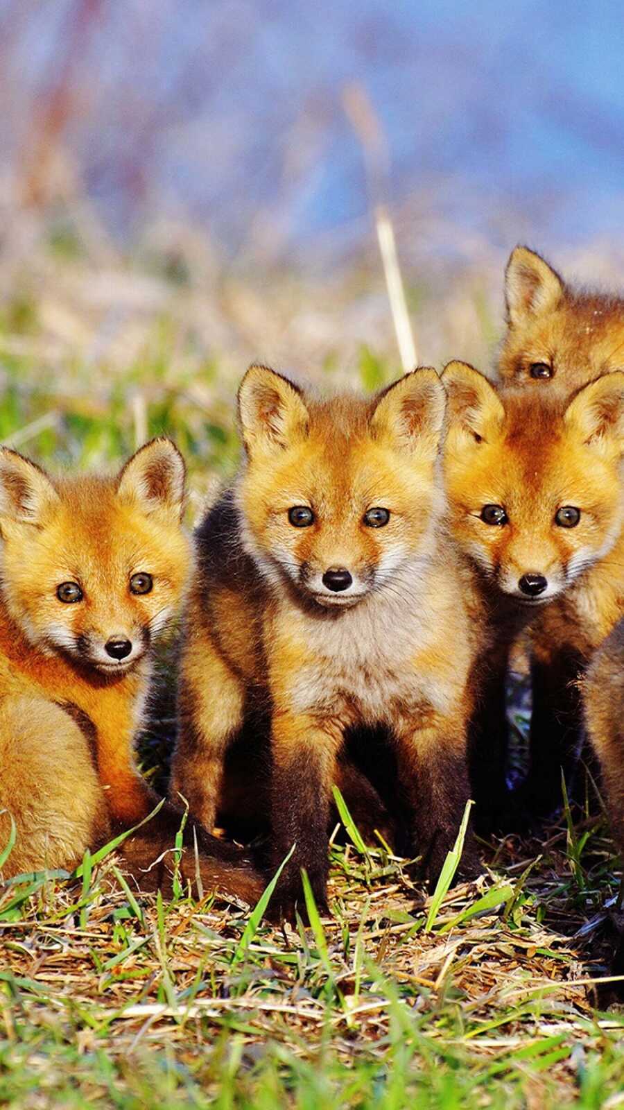 Fox Wallpapers (100 images) - WallpaperCat