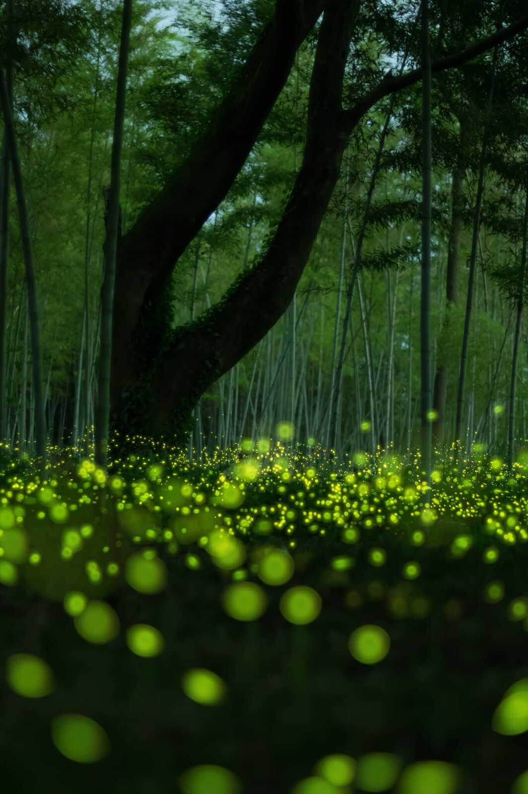 Firefly (Insect) Wallpapers (17 images) - WallpaperCat