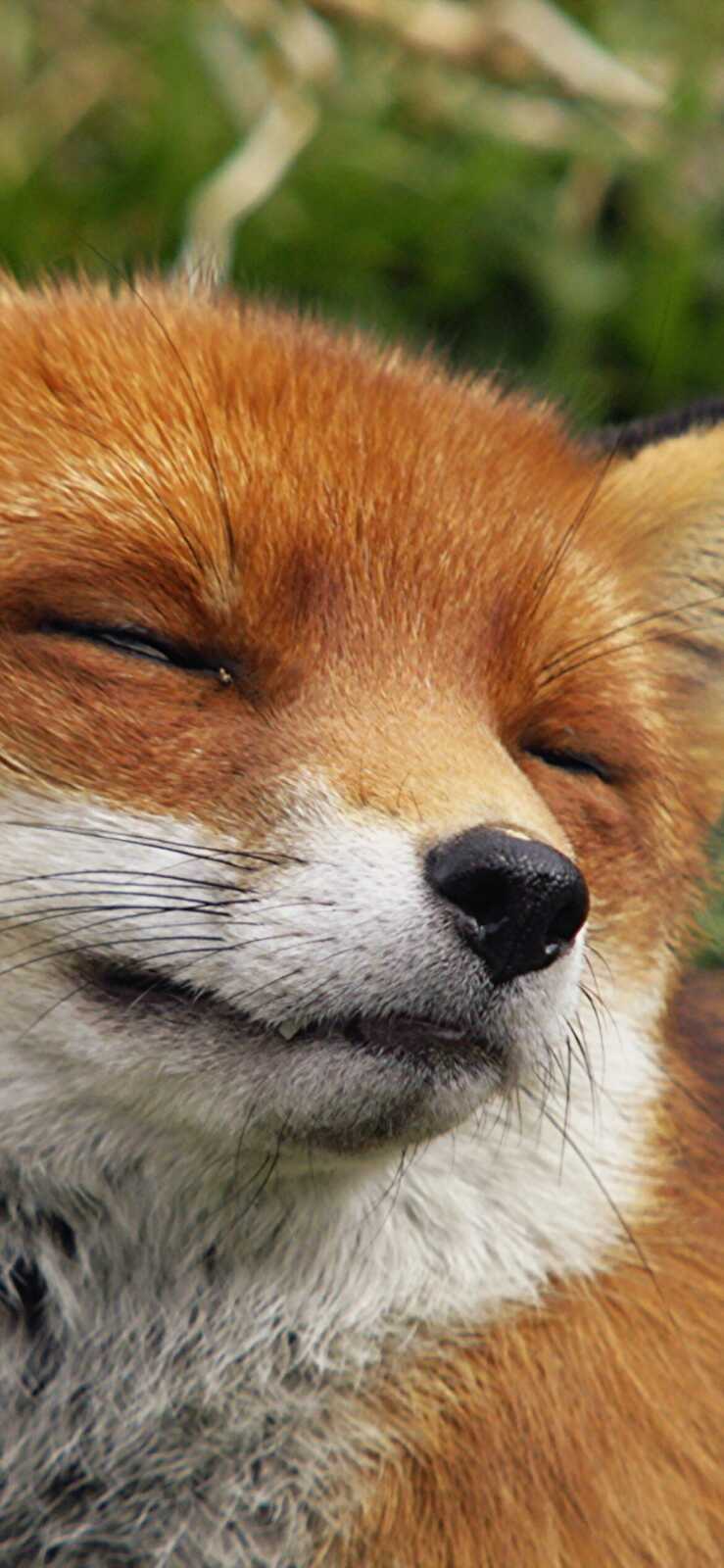 Fox Wallpapers (100 images) - WallpaperCat