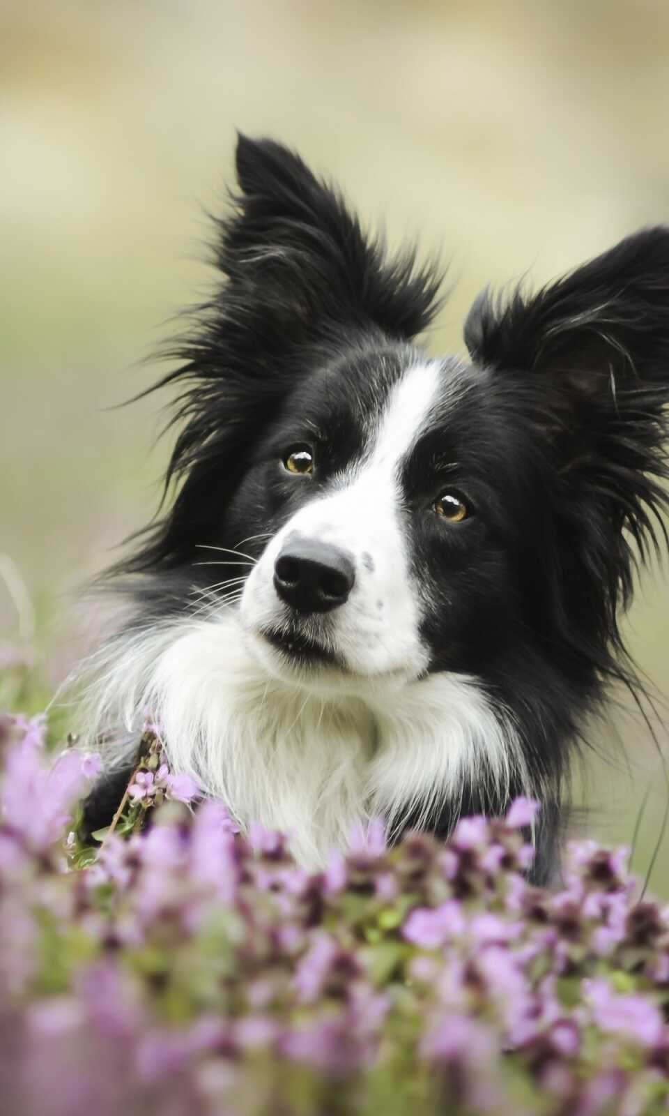 Border Collie Wallpapers (54 images) - WallpaperCat