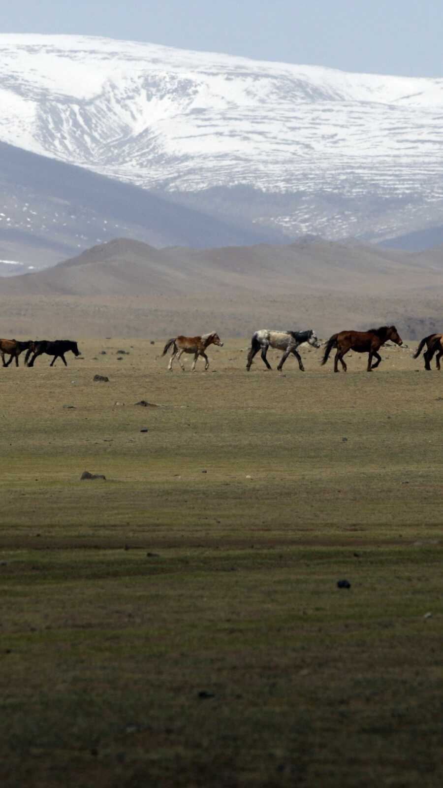 Mongolia Wallpapers (41 images) - WallpaperCat