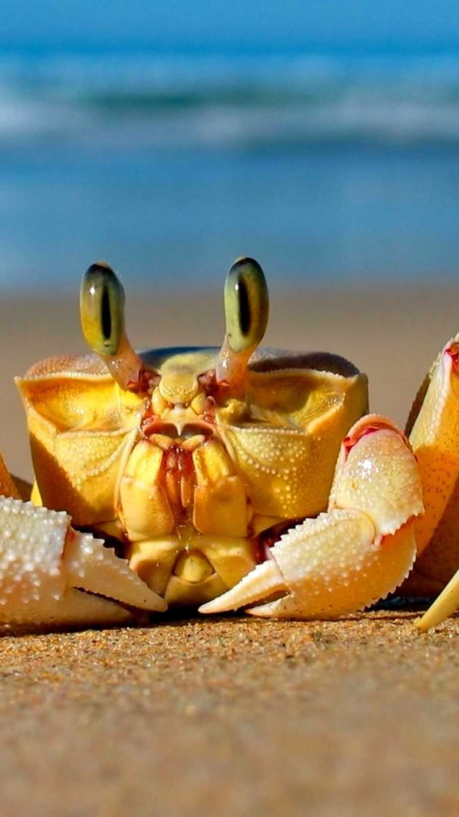 Crab Wallpapers (49 images) - WallpaperCat