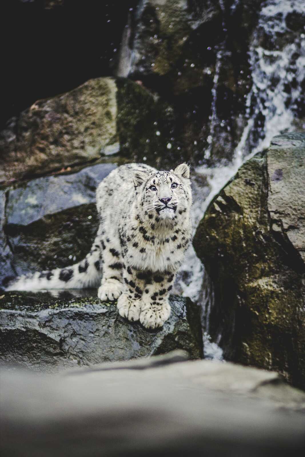 Snow Leopard Wallpapers (76 images) - WallpaperCat