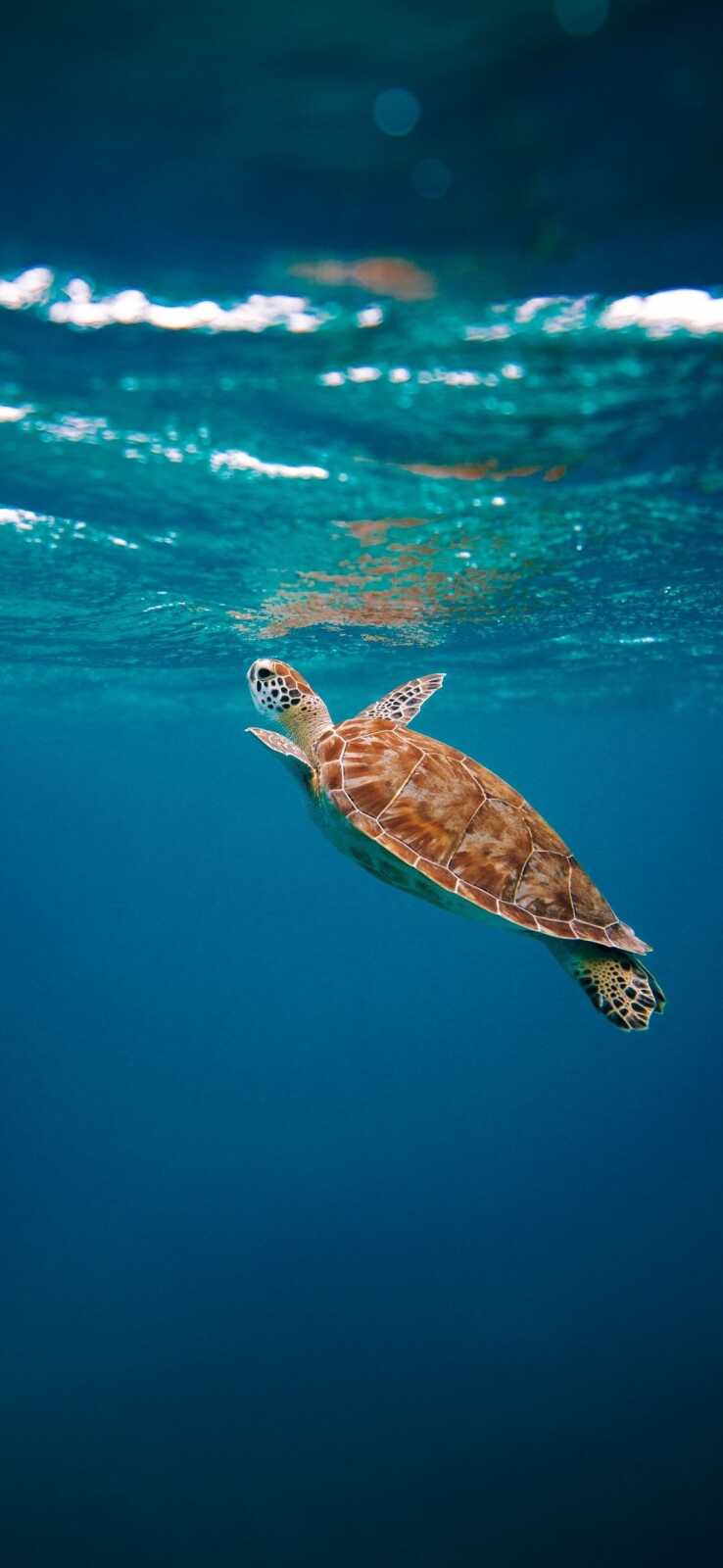 Sea Animals Wallpapers (47 images) - WallpaperCat