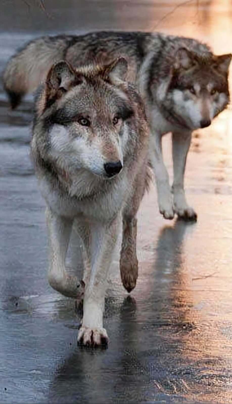 Gray Wolf Wallpapers (44 images) - WallpaperCat