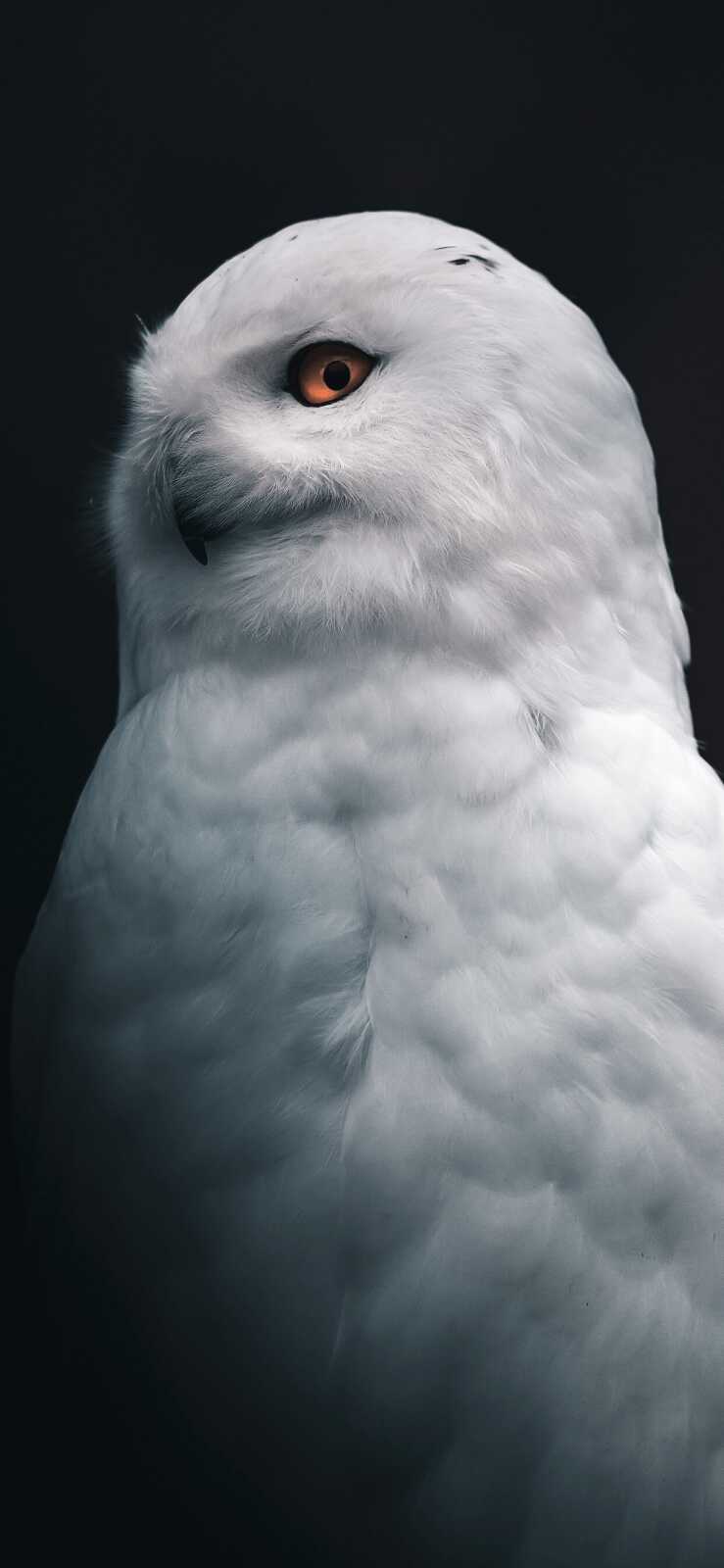 Owl Wallpapers (37 images) - WallpaperCat