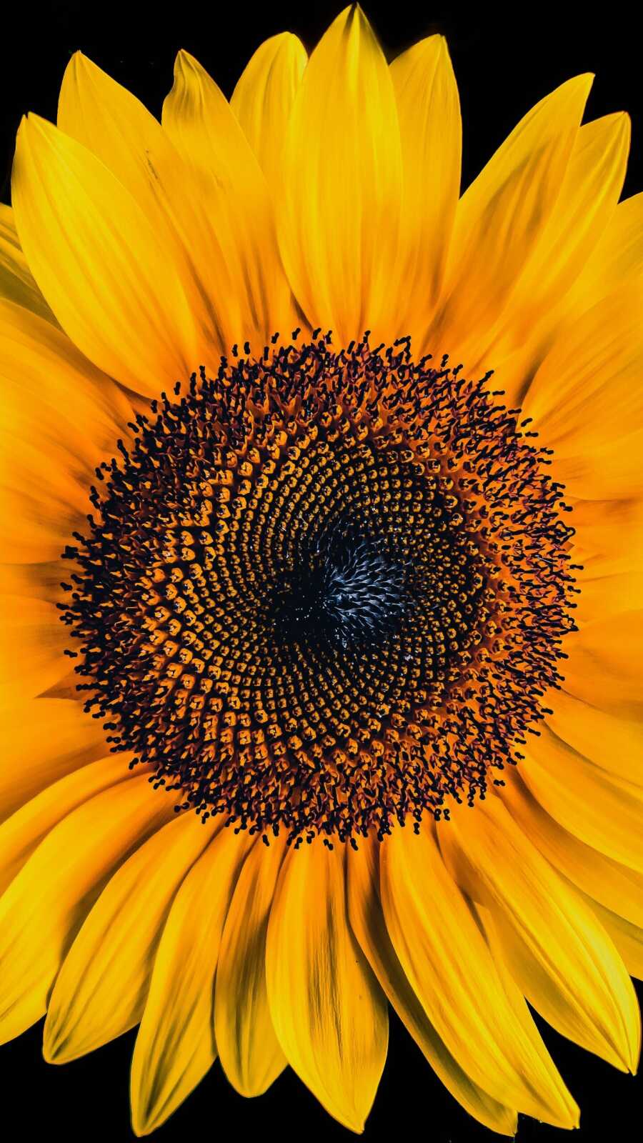 Sunflower Wallpapers (38 images) - WallpaperCat