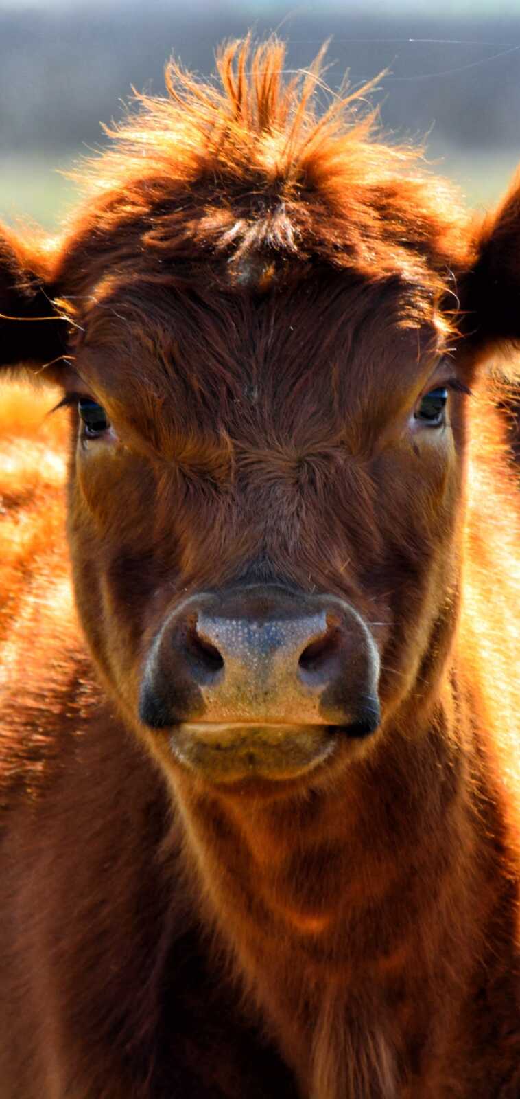 Cow Wallpapers (58 images) - WallpaperCat