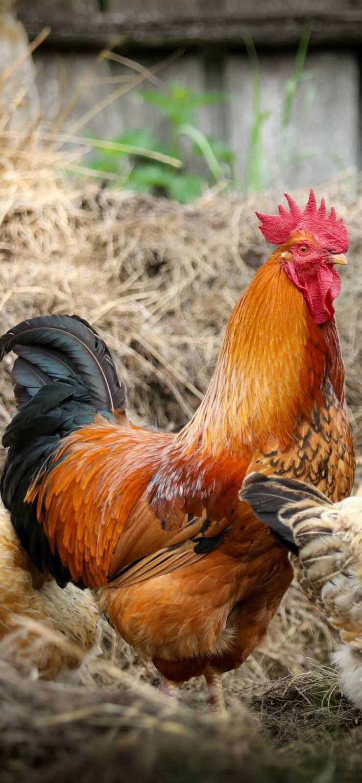 Chicken Wallpapers (39 images) - WallpaperCat