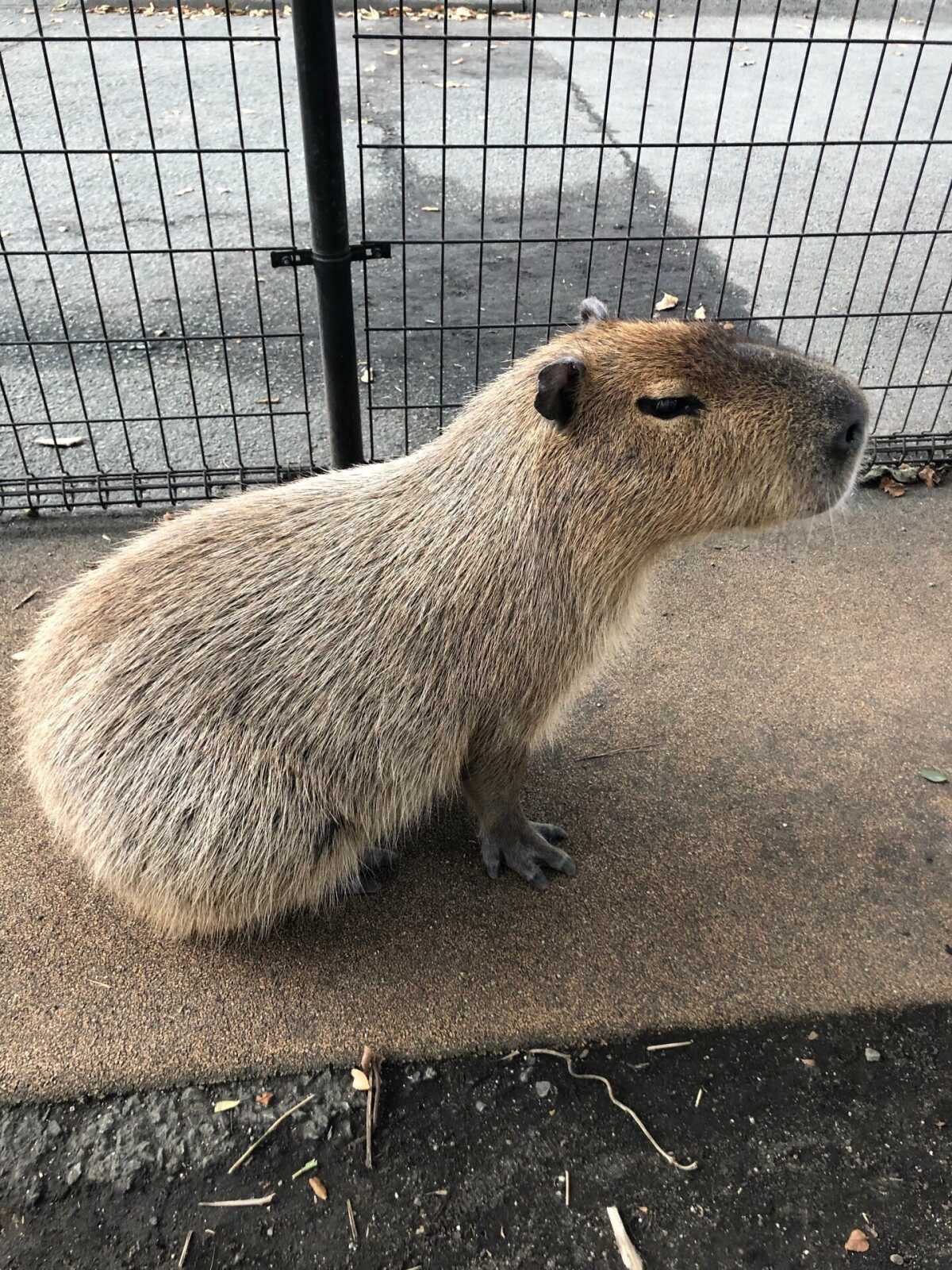 Capybara Wallpapers (43 images) - WallpaperCat