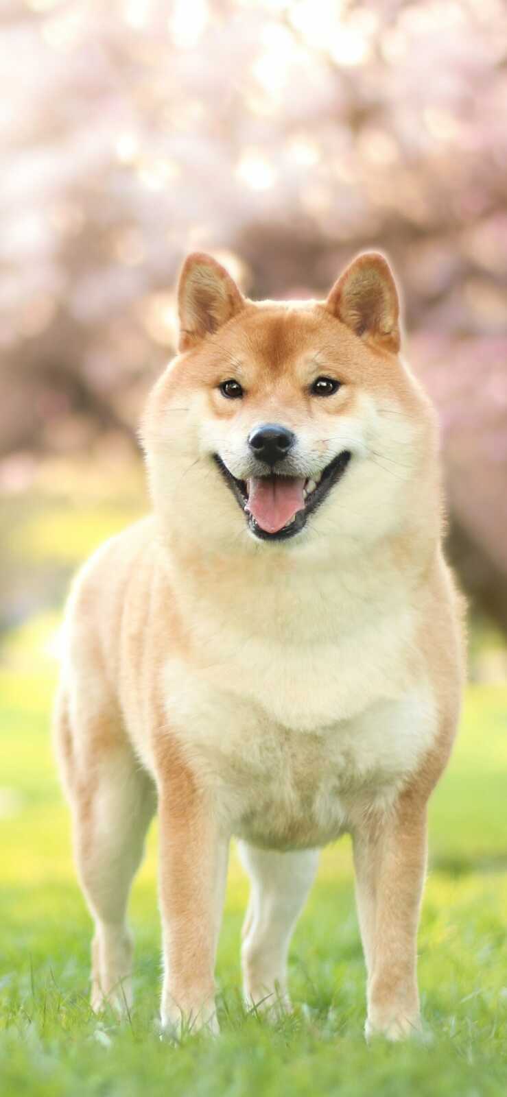 Shiba Inu Wallpapers (42 images) - WallpaperCat